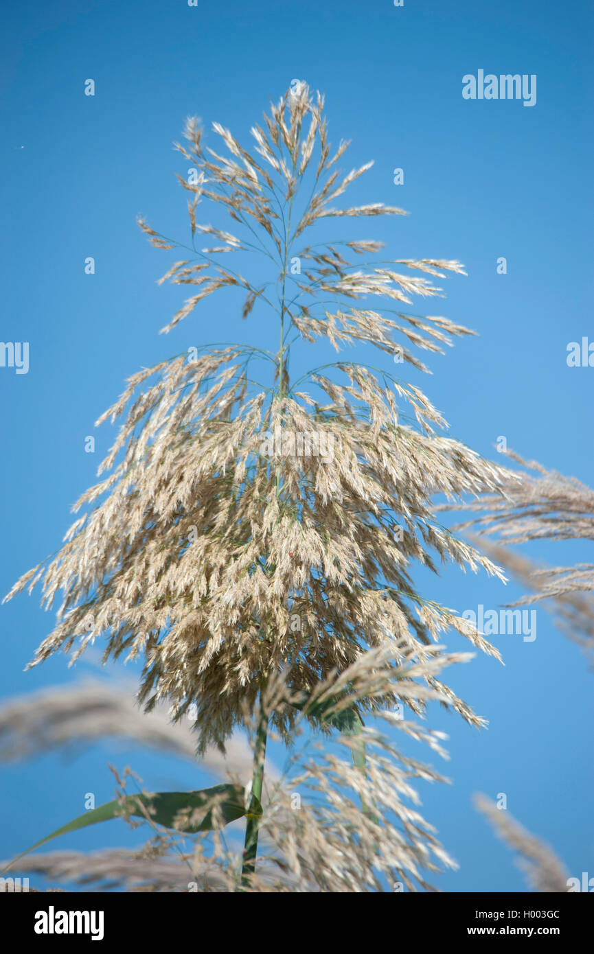Giant reed hi-res stock photography and images - Alamy