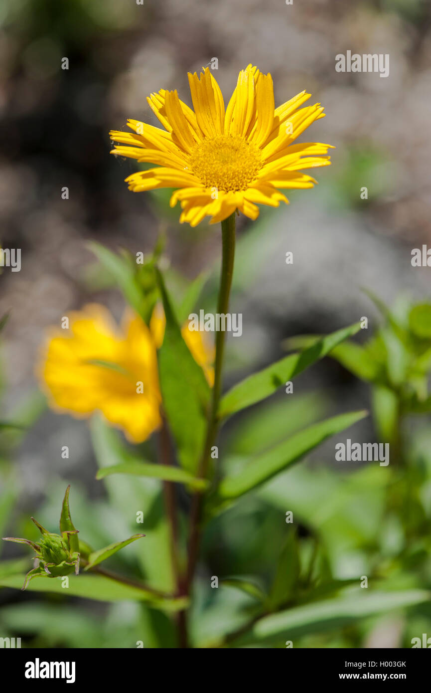 Yellow ox-eye (Buphthalmum salicifolium), blooming, Germany Stock Photo ...