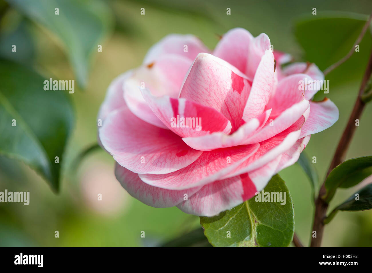 Japanese camellia (Camellia japonica), flower Stock Photo - Alamy