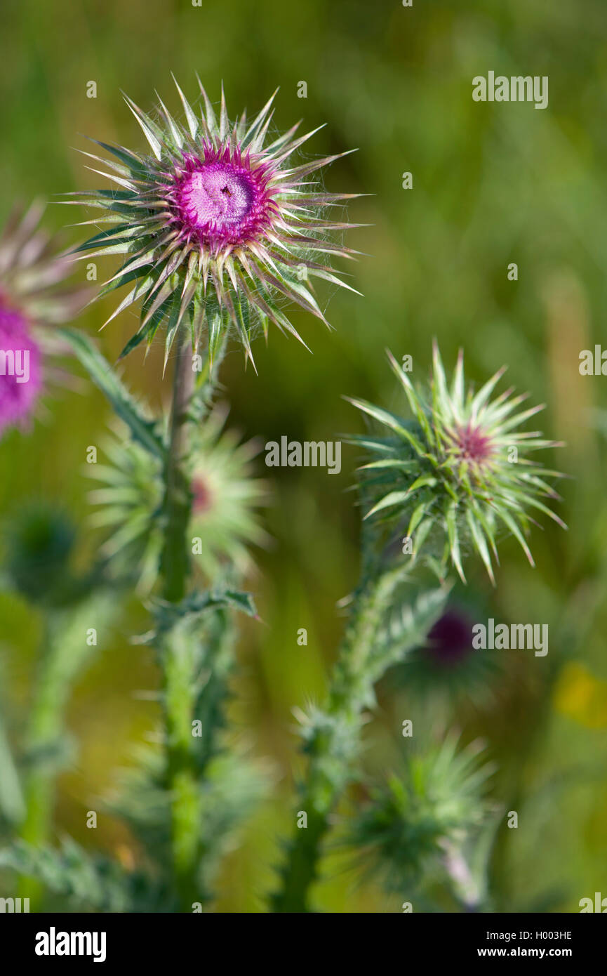 musk thistle, nodding thistle (Carduus nutans), in bud, Germany Stock ...