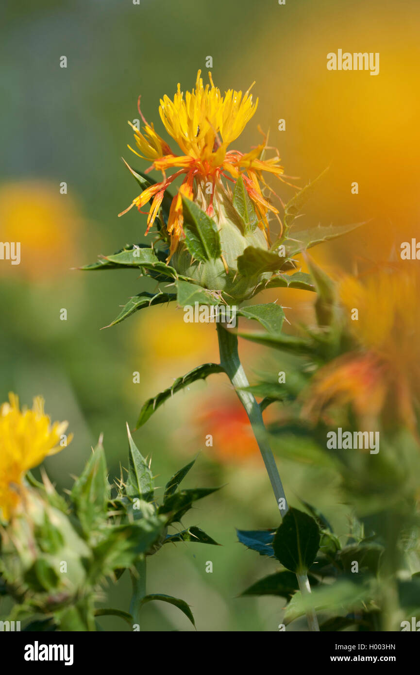 safflower (Carthamus tinctorius), inflorescence Stock Photo - Alamy