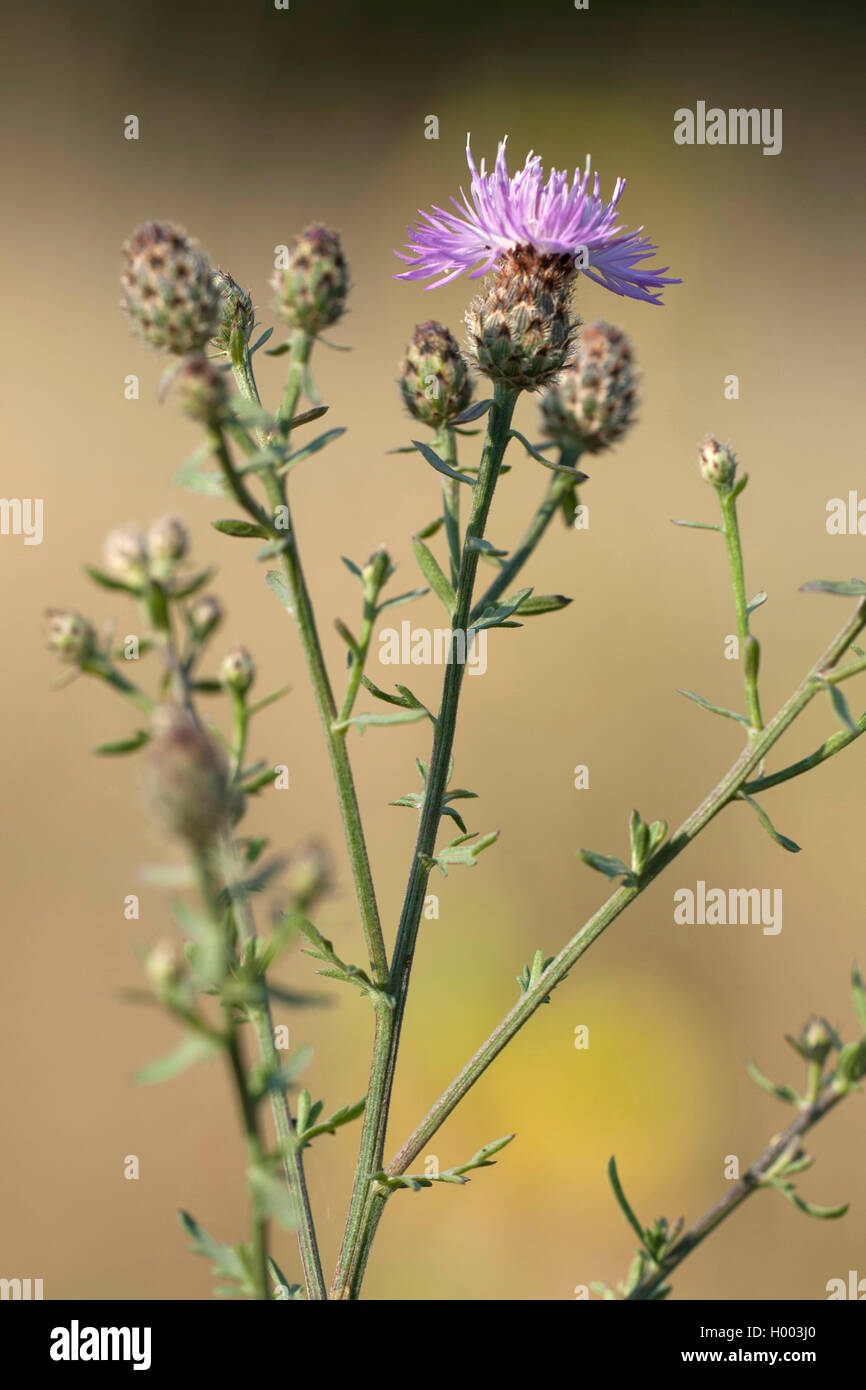 Rispen Stock Photos & Rispen Stock Images - Alamy