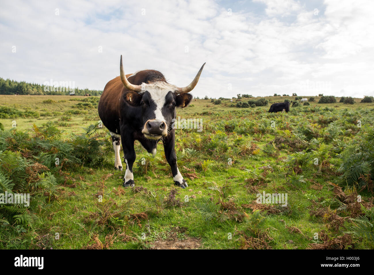 Large horned cattle looking intimidating, New Forest, Hampshire, UK ...