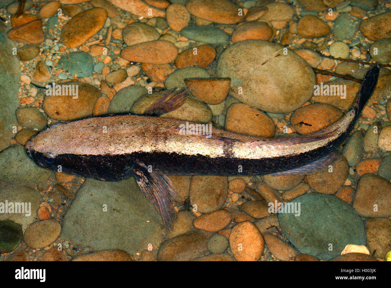 Spotted sleeper (Eleotris picta), on stony bottom, Costa Rica Stock ...