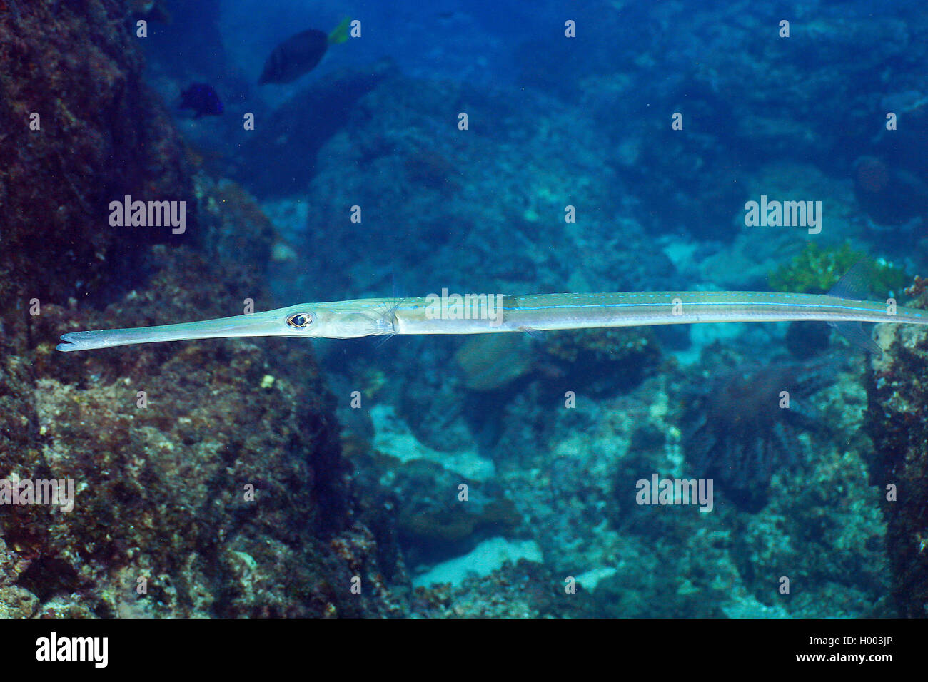 Glatter Floetenfisch, Floetenfisch, Floeten-Fisch (Fistularia Stock ...
