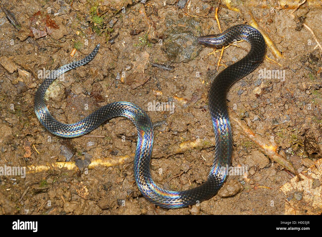 Hoffmann's Earth Snake (Geophis hoffmanni), winding on the ground ...