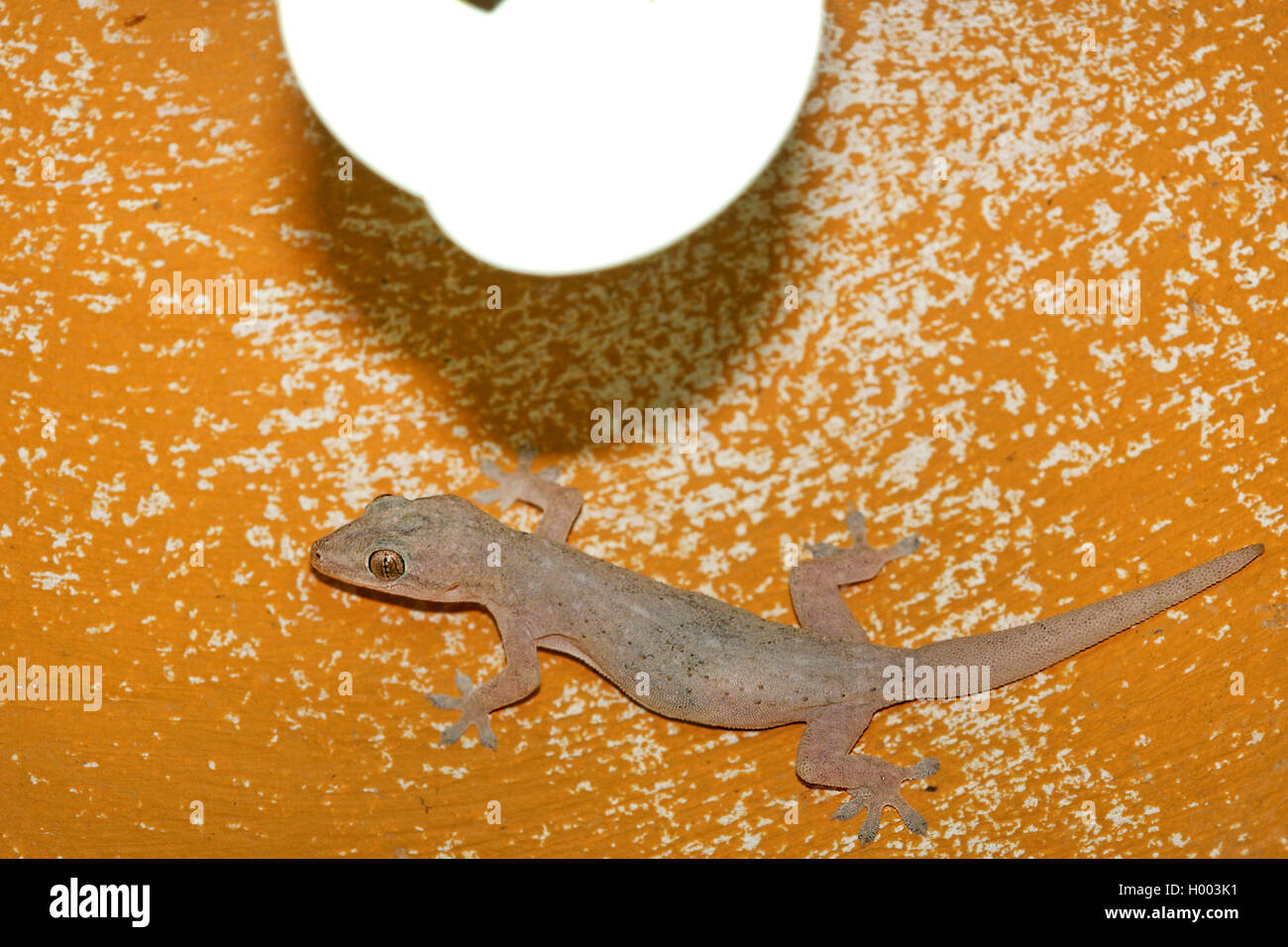 Costa rican geckos hi-res stock photography and images - Alamy