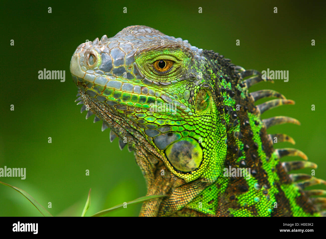 green iguana, common iguana (Iguana iguana), juvenile, portrait, Costa ... green iguana, common iguana (Iguana iguana), juvenile, portrait, Costa ...