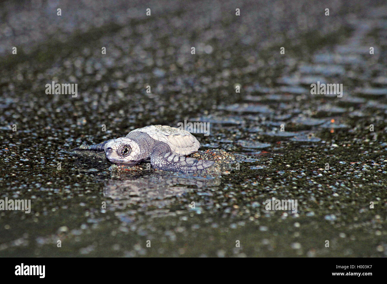 Olive ridley, Pacific ridley turtle, Olive ridley sea turtle, Pacific ...
