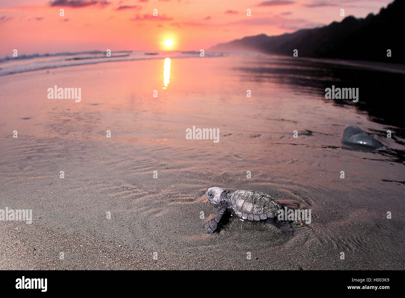 Olive ridley, Pacific ridley turtle, Olive ridley sea turtle, Pacific ...