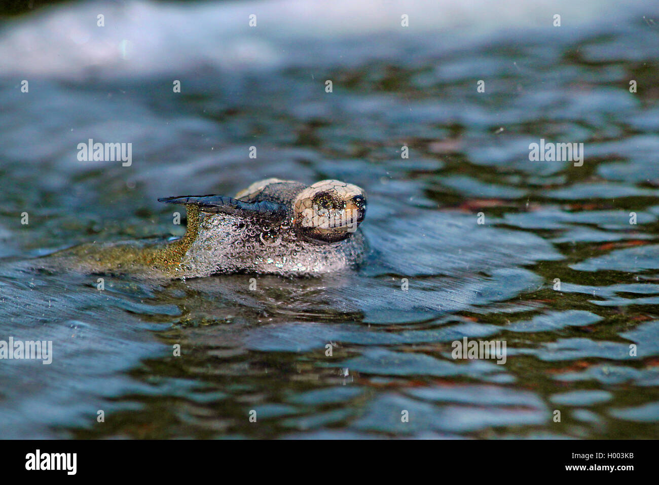 Olive ridley, Pacific ridley turtle, Olive ridley sea turtle, Pacific ...