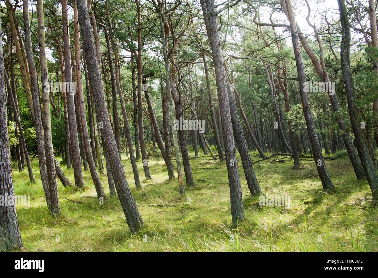 Scotch pine, Scots pine (Pinus sylvestris), pine forest in sunshine ...