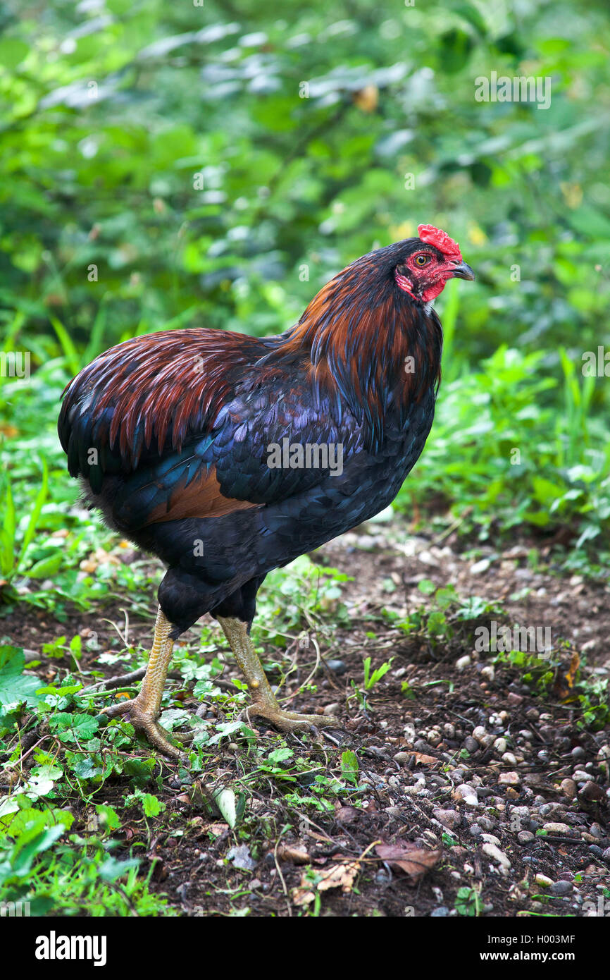 Araucana Rumpless Rooster