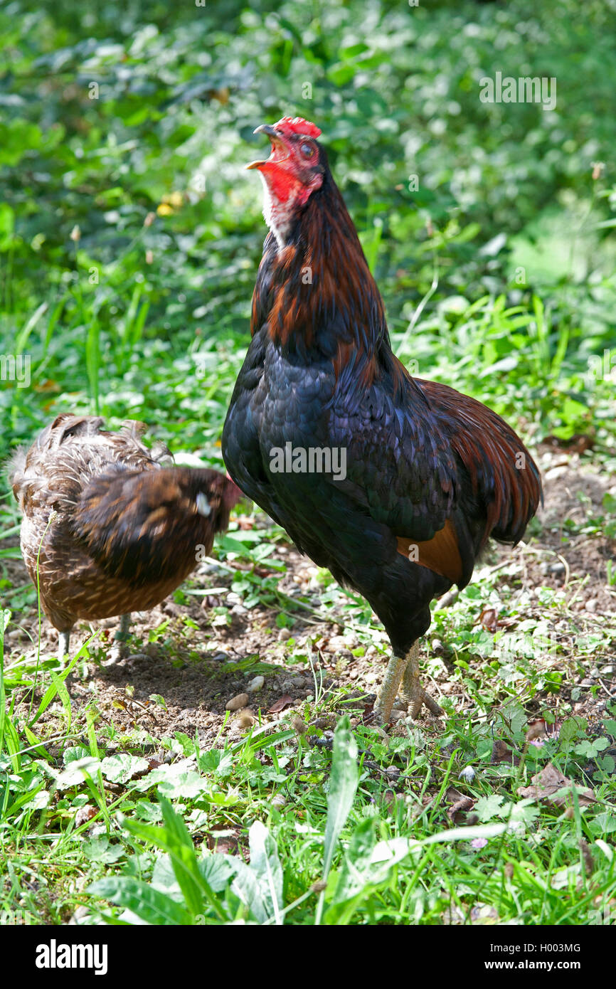 Araucana fowl, Araucana, Araucana chicken, South American Rumpless ...