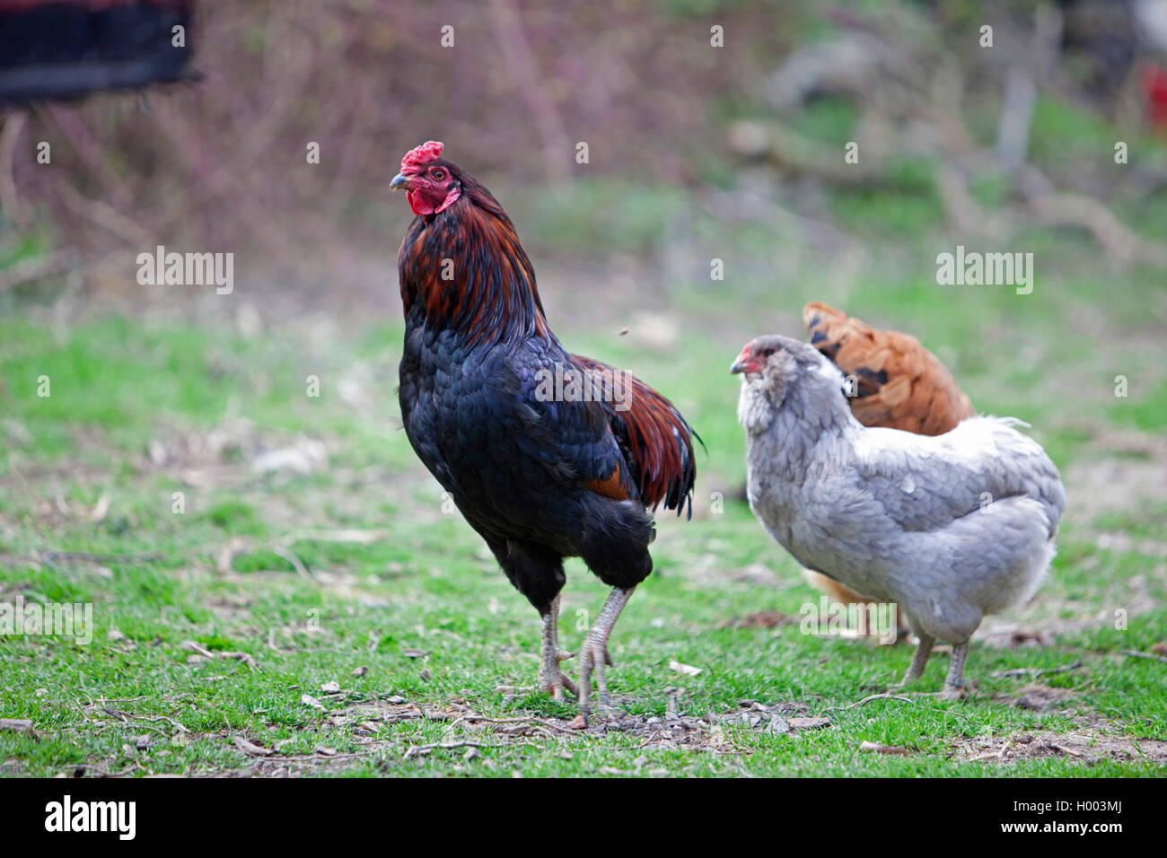 Araucana Rooster