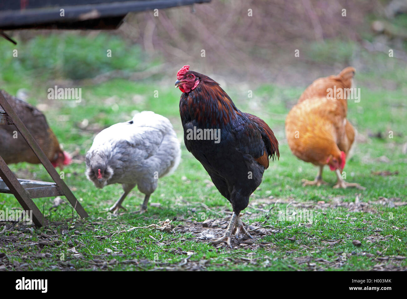 Araucana Rumpless Rooster