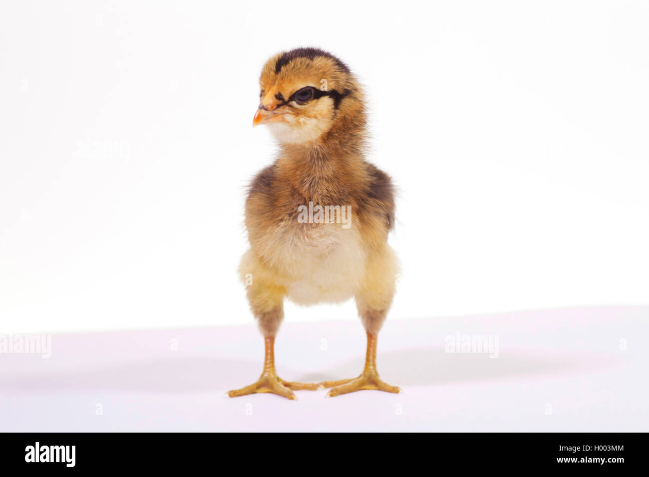 Araucana fowl, Araucana, Araucana chicken, South American Rumpless ...