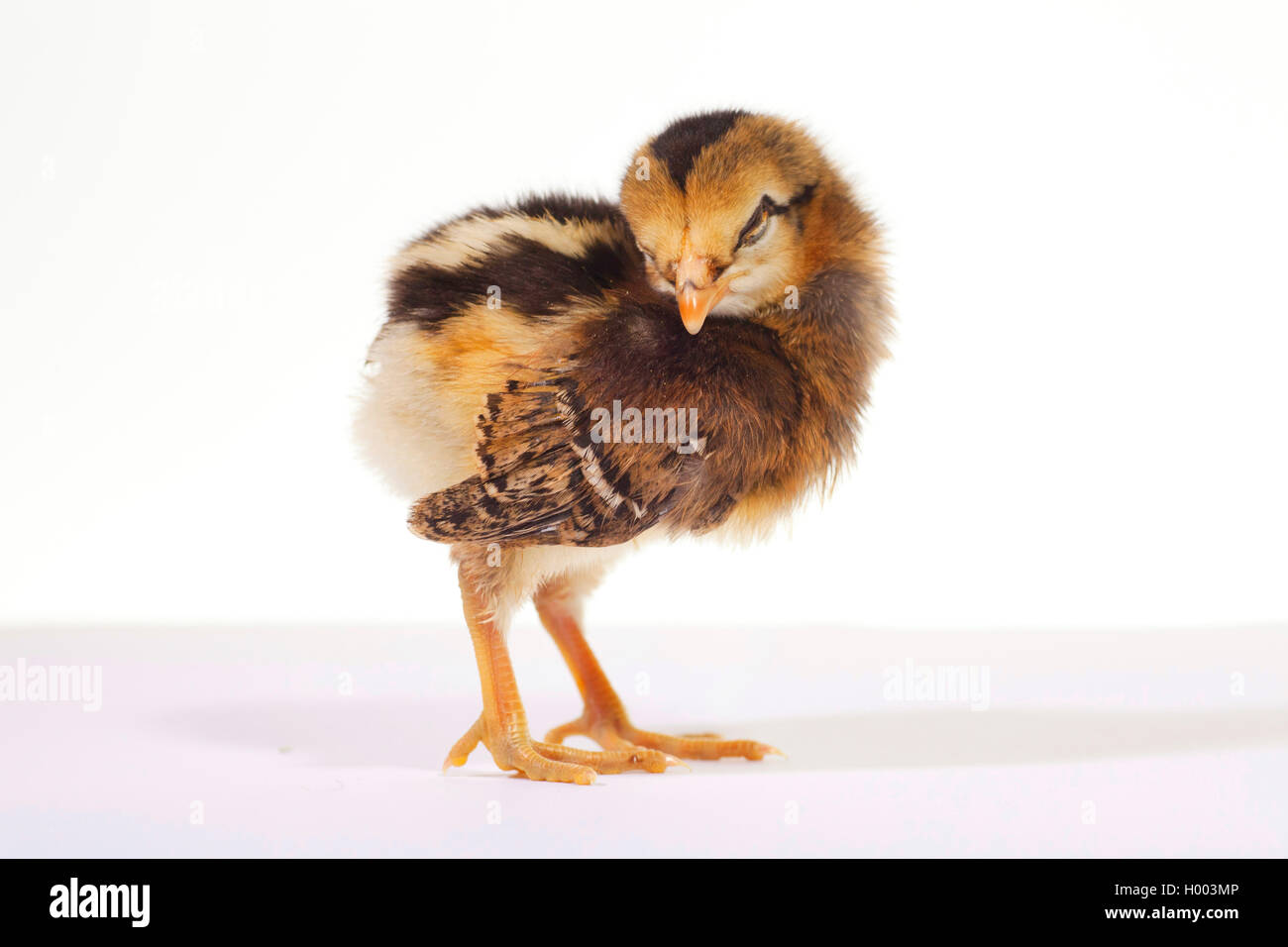 Araucana hen araucana chickens hi-res stock photography and images - Alamy
