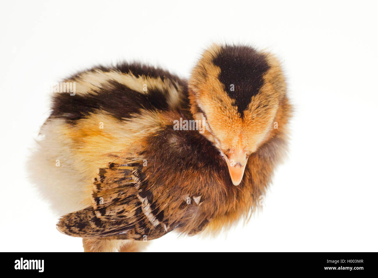 Araucana fowl, Araucana, Araucana chicken, South American Rumpless ...