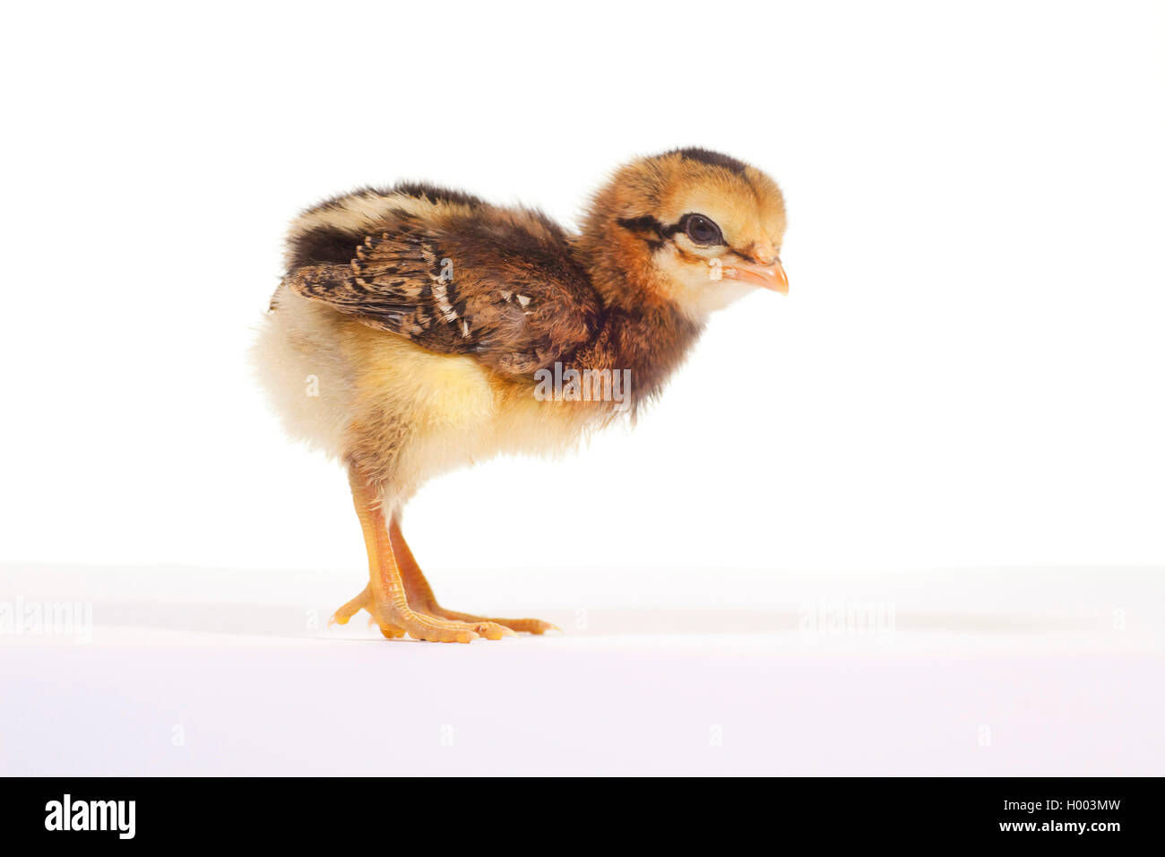 Araucana fowl, Araucana, Araucana chicken, South American Rumpless ...