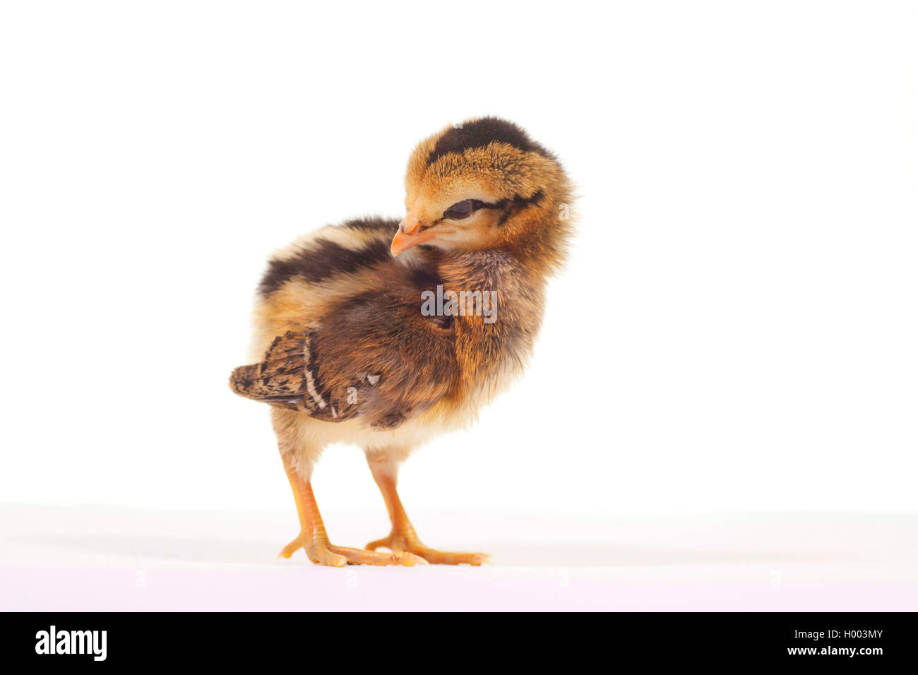 Araucana fowl, Araucana, Araucana chicken, South American Rumpless ...