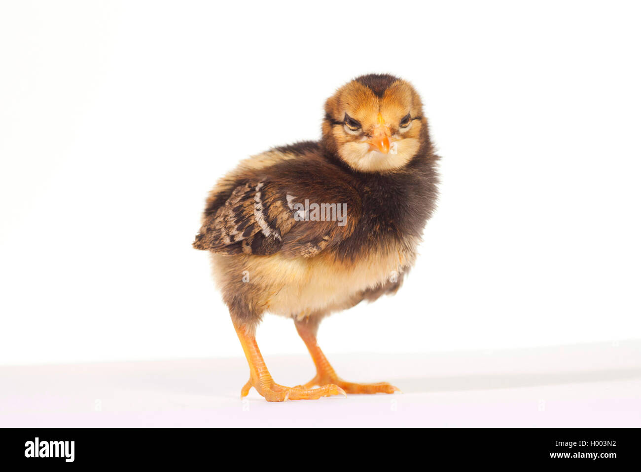 Araucana fowl, Araucana, Araucana chicken, South American Rumpless ...