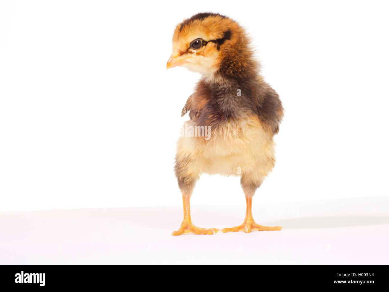 Araucana fowl, Araucana, Araucana chicken, South American Rumpless ...