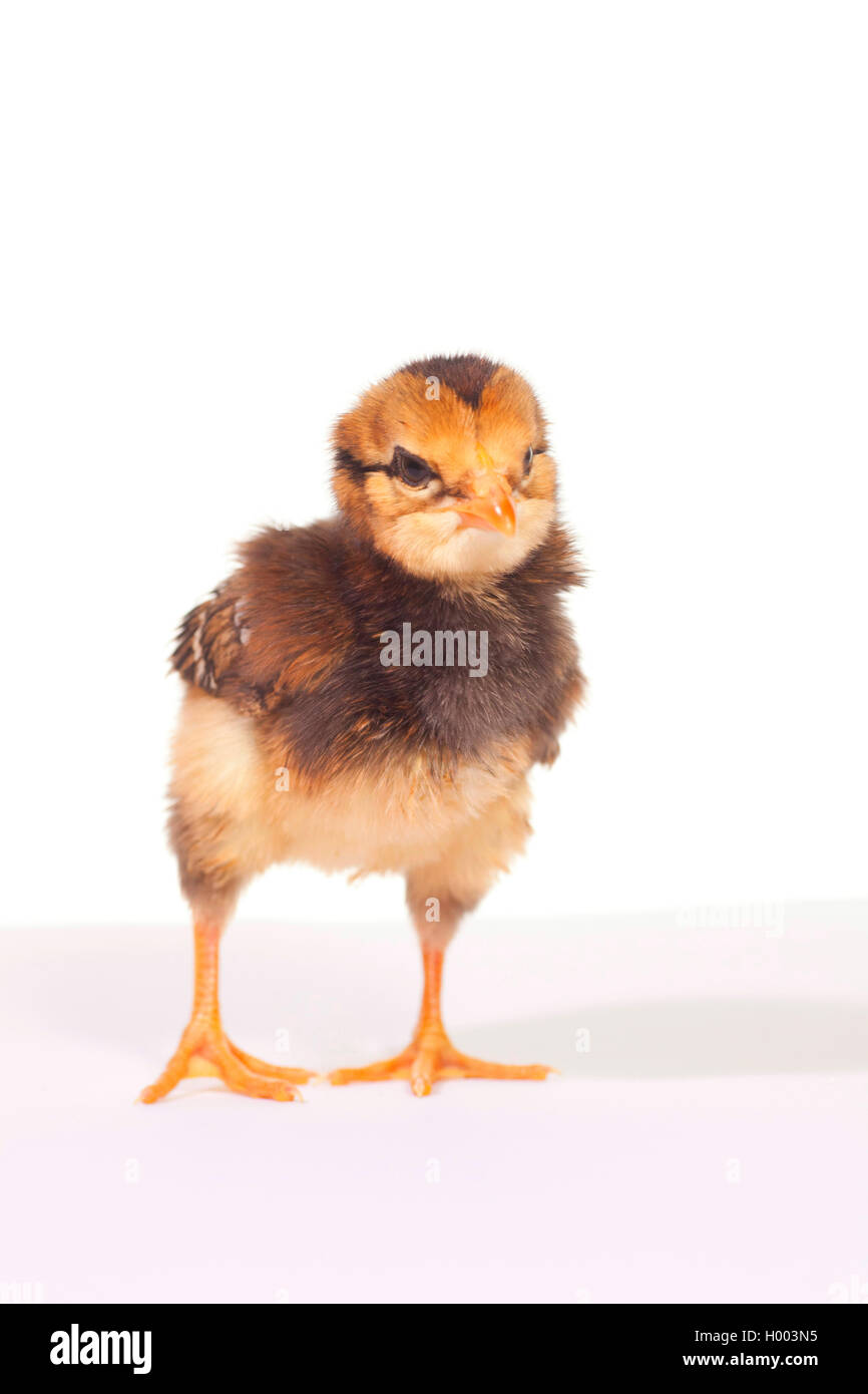Araucana hen araucana chickens hi-res stock photography and images - Alamy
