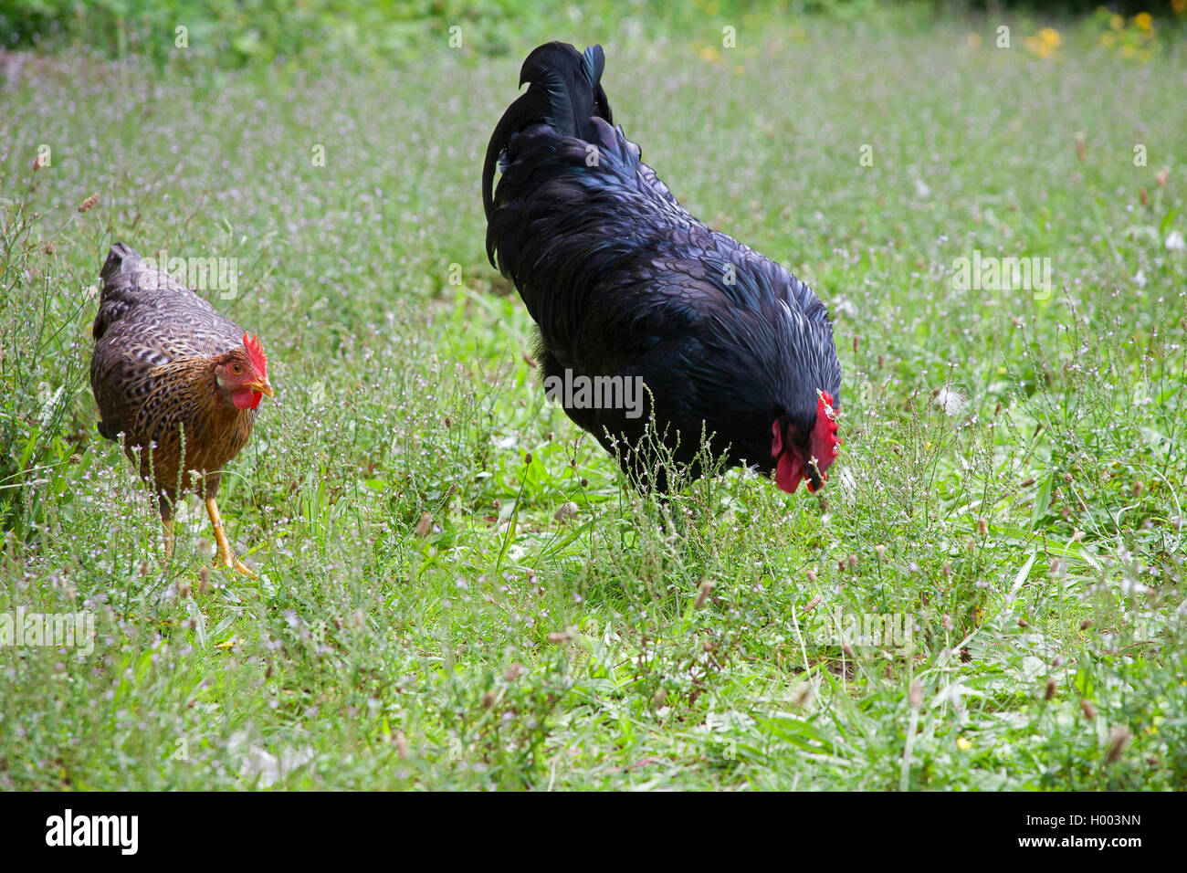 Australorps, Australorps fowl, Australorps chicken (Gallus gallus f ...