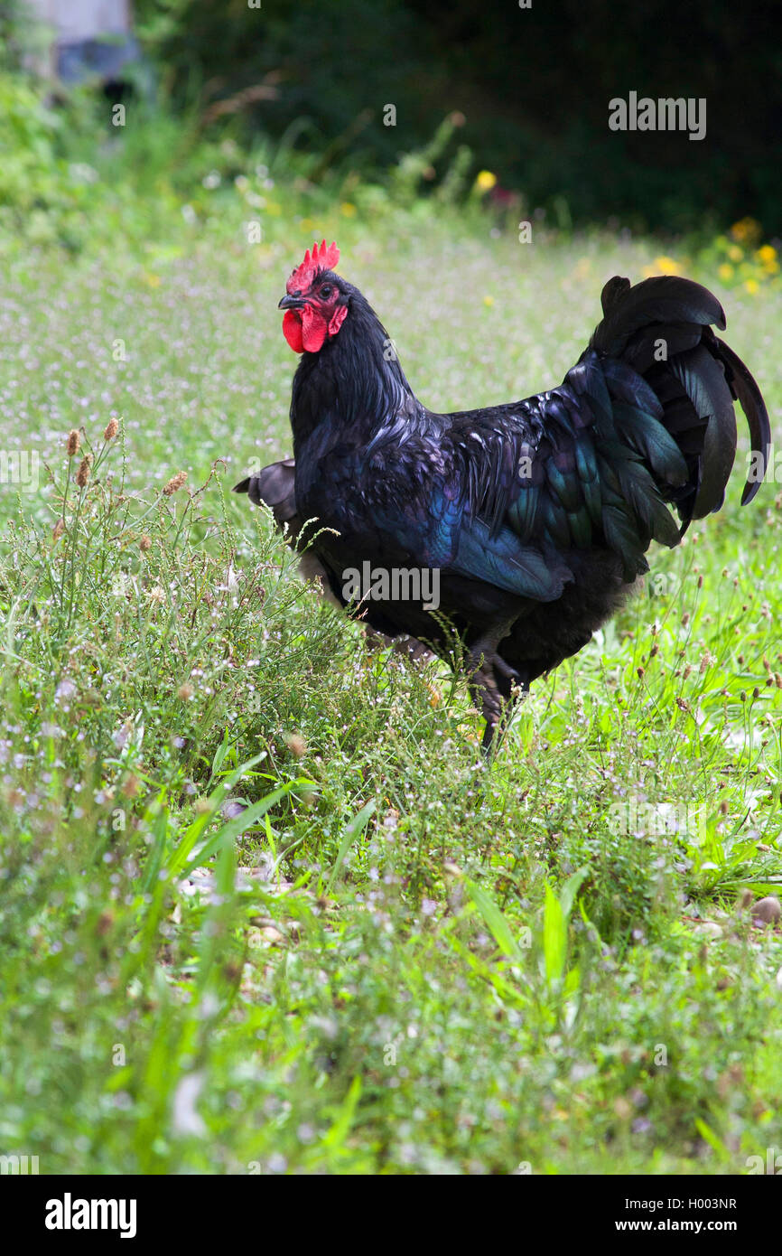 Australorps, Australorps fowl, Australorps chicken (Gallus gallus f ...