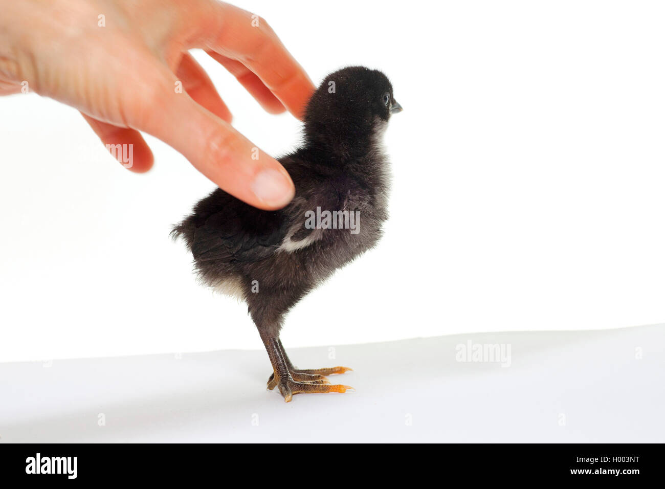 Australorps, Australorps fowl, Australorps chicken (Gallus gallus f ...