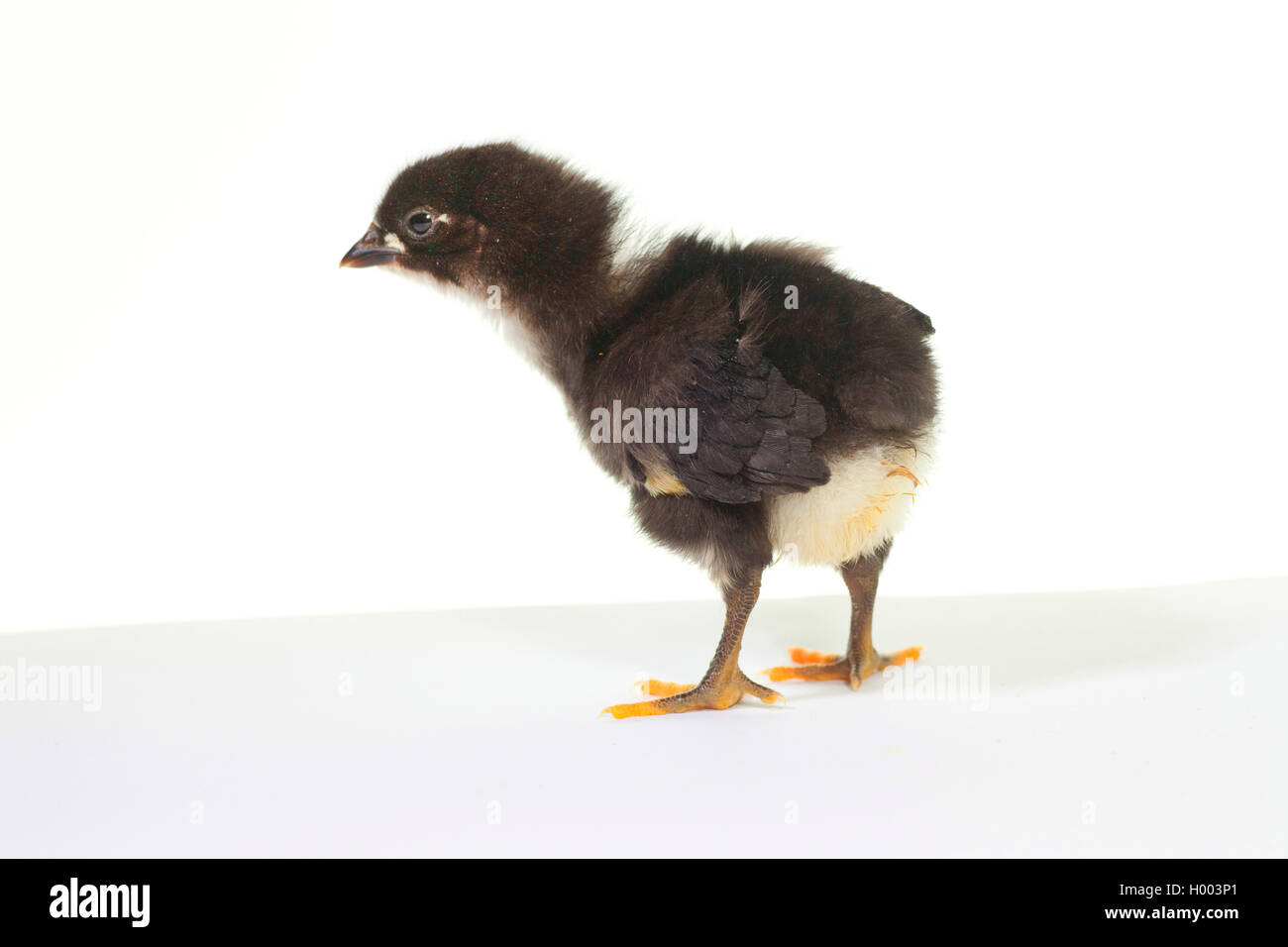 Australorps, Australorps fowl, Australorps chicken (Gallus gallus f ...