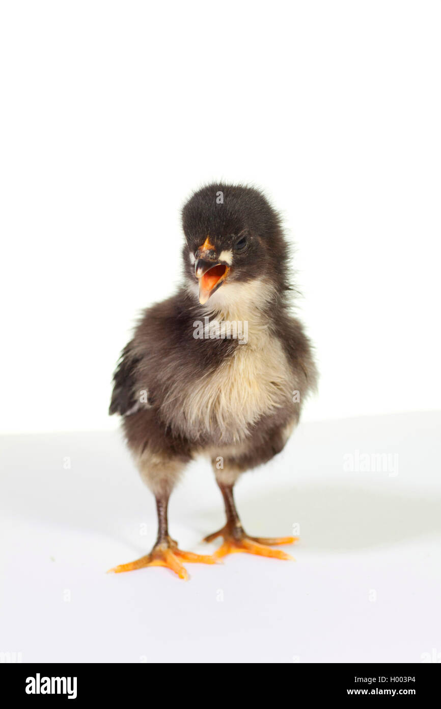 Australorps, Australorps fowl, Australorps chicken (Gallus gallus f ...