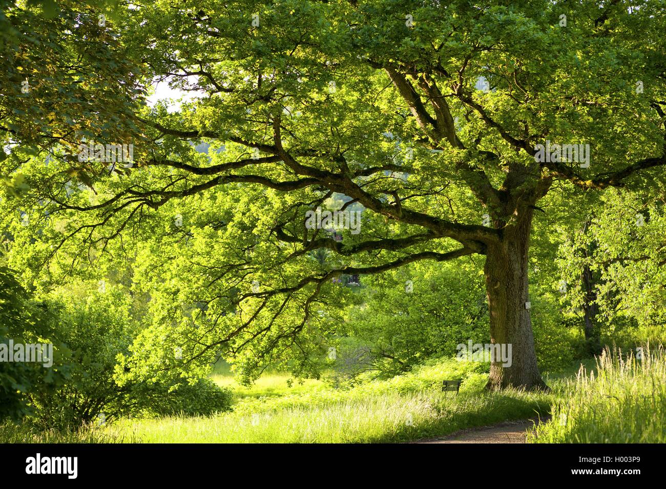 German oak spring hi-res stock photography and images - Alamy