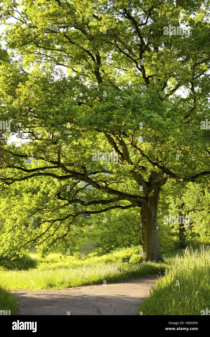 Oak tree in spring sunshine hi-res stock photography and images - Alamy