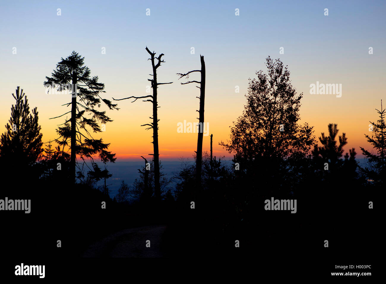 Schwarzwald Nationalpark at sunset, Germany, Baden-Wuerttemberg, Black Forest National Park ...
