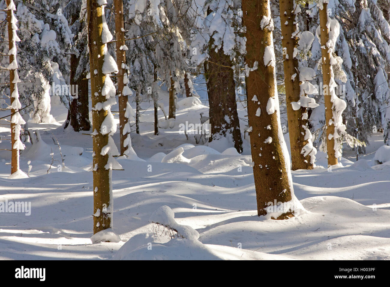 Nationalpark schwarzwald hi-res stock photography and images - Alamy