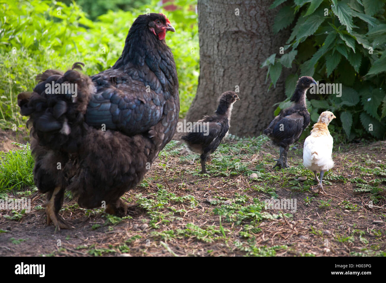 Cochin chicken hi-res stock photography and images - Alamy