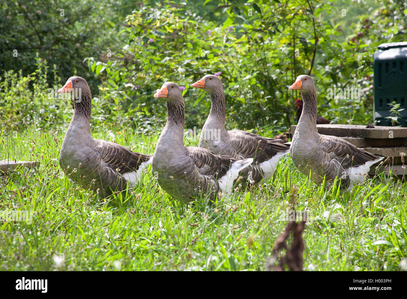 domestic goose (Anser anser f. domestica), four geese in a meadow ...