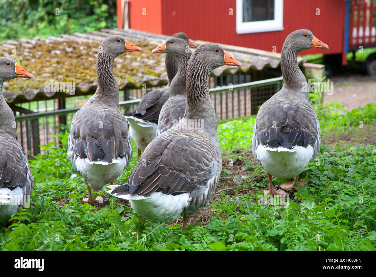 domestic goose (Anser anser f. domestica), flock of geese in a meadow ...