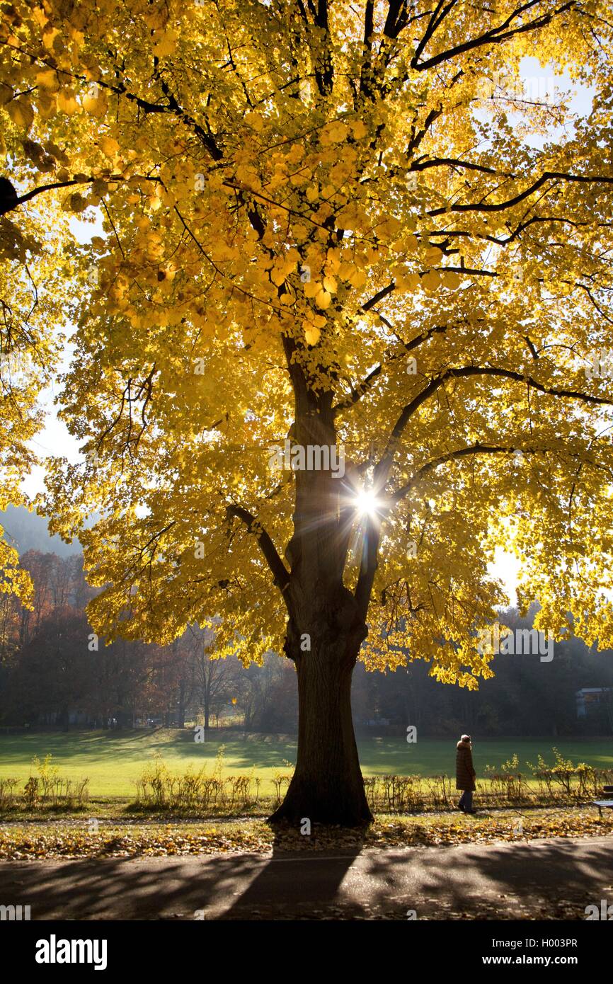basswood, linden, lime tree (Tilia spec.), sun behind a lime tree in ...