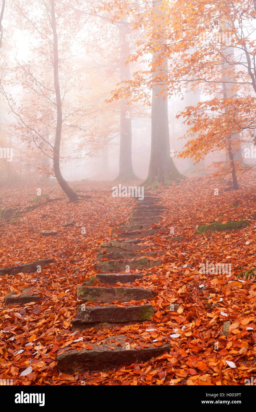 Stairs in the forest hi-res stock photography and images - Alamy