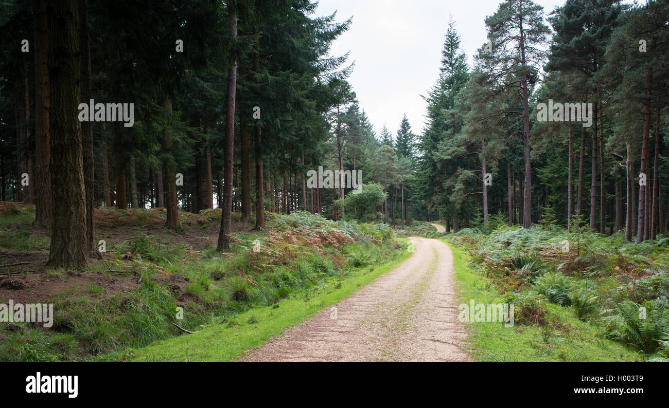 Winding forest trail hi-res stock photography and images - Alamy