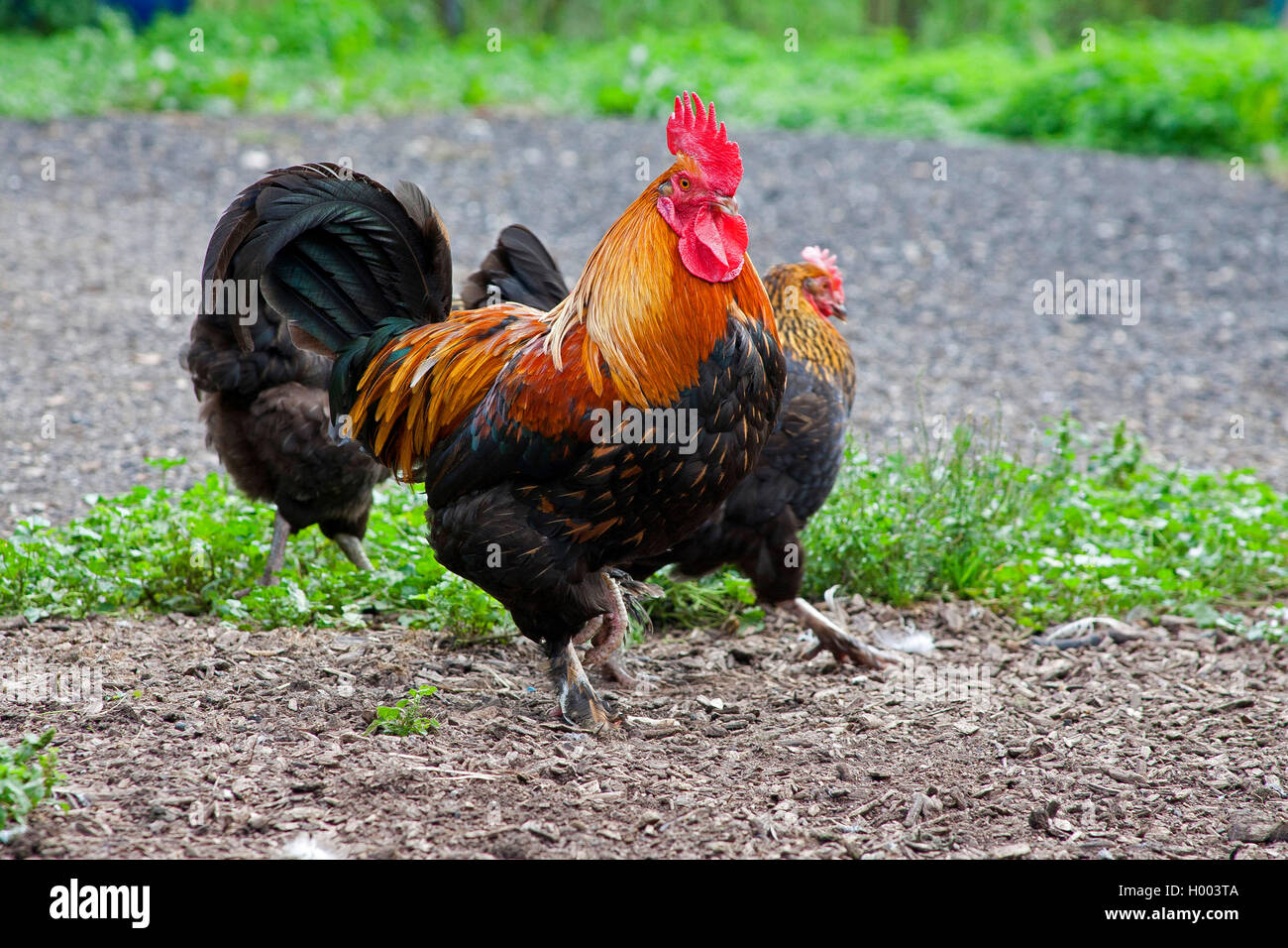 domestic fowl (Gallus gallus f. domestica), cock and hen, Germany Stock ...