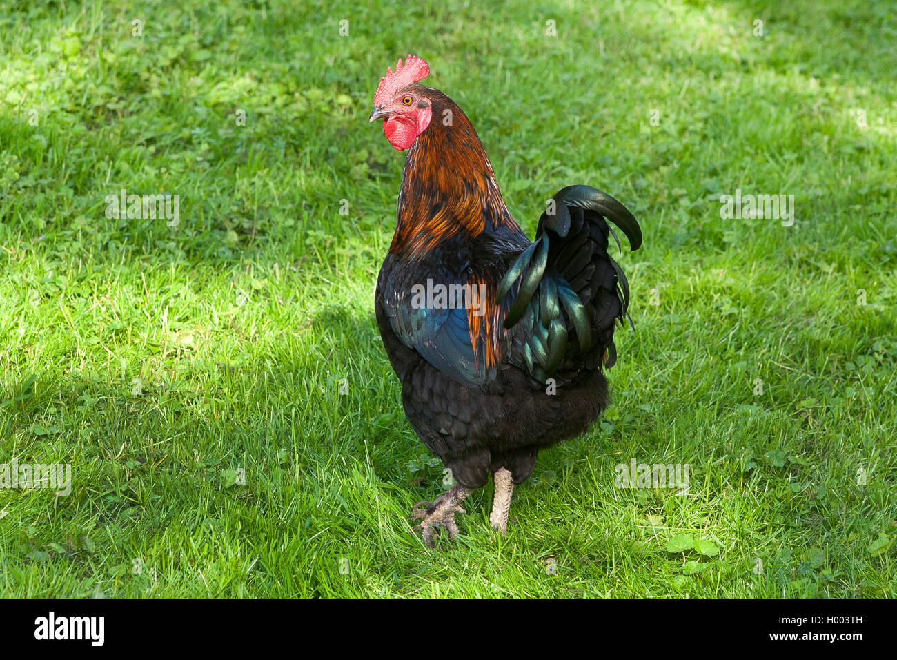 domestic fowl (Gallus gallus f. domestica), cock in a meadow, Germany ...