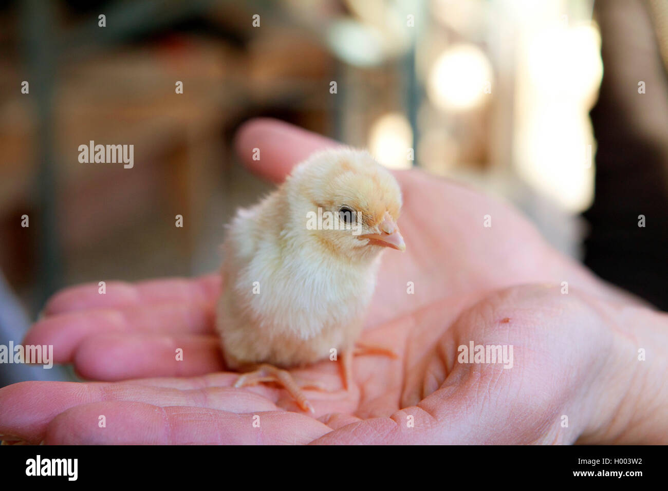 domestic fowl (Gallus gallus f. domestica), chicken on a hand, Germany ...