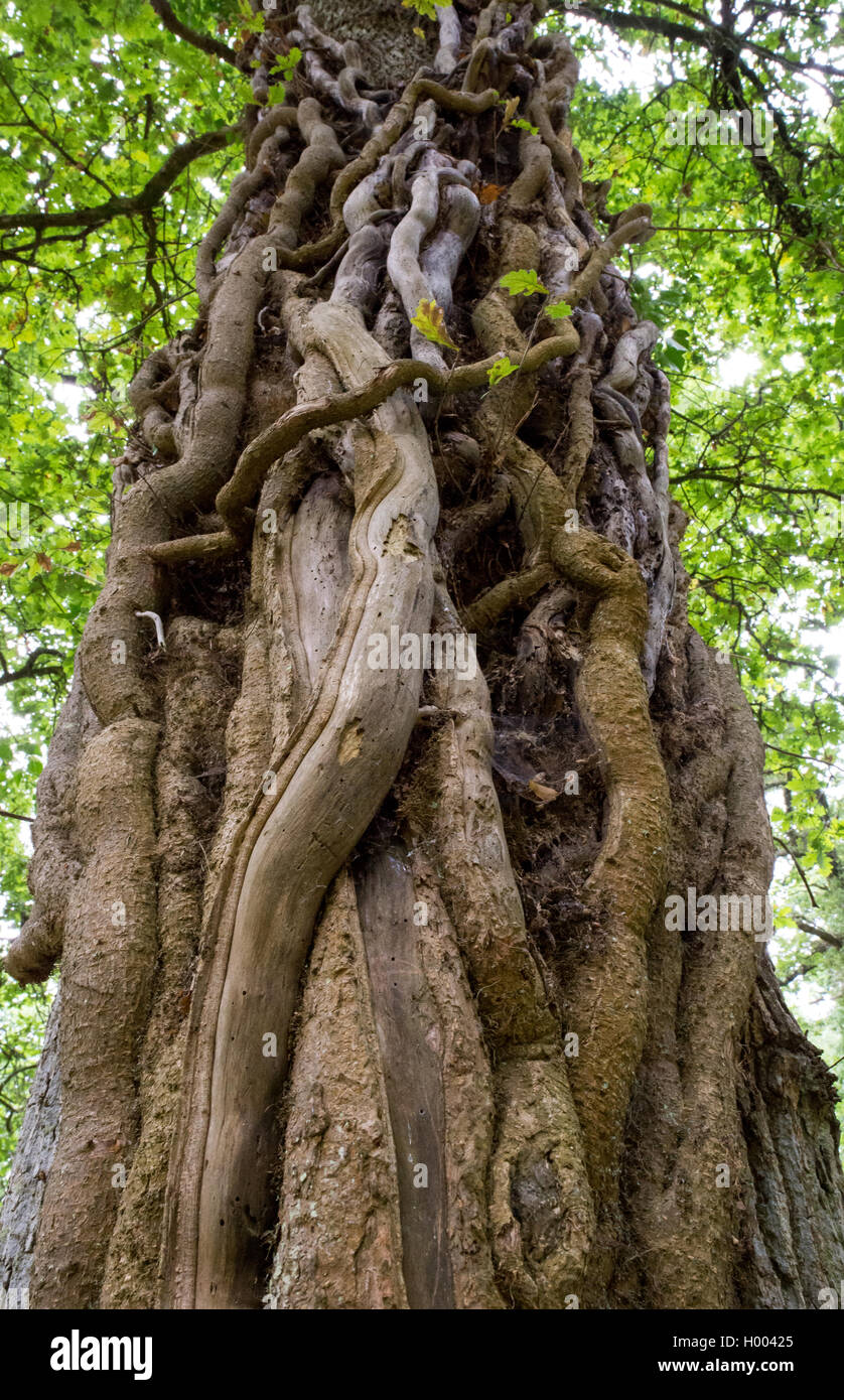 Large mature twisted ivy climbing and clinging to the trunk of a tree ...