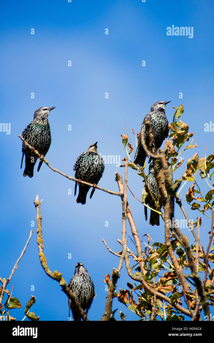 Strauchgehoelze hi-res stock photography and images - Alamy