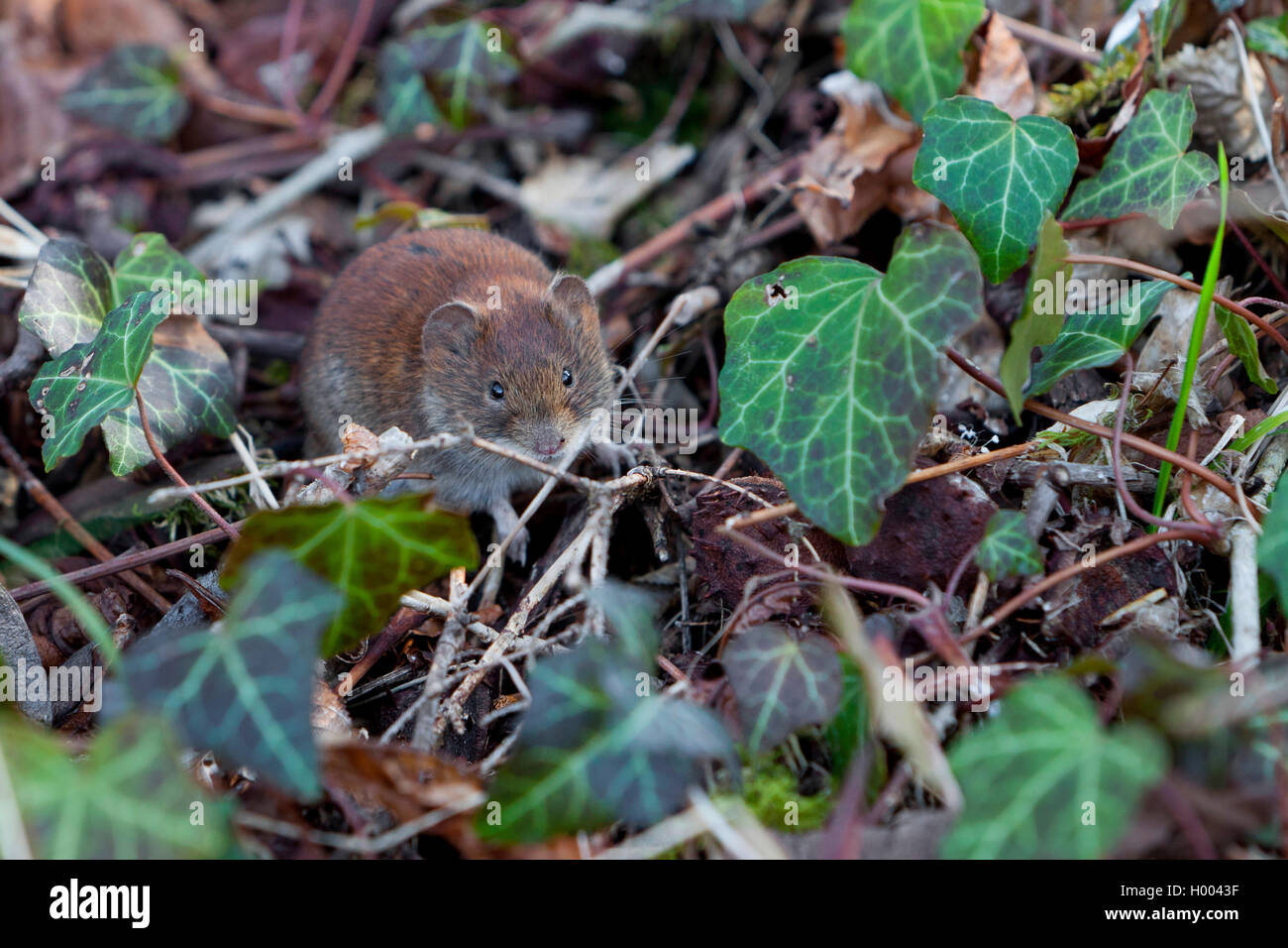 common vole (Microtus arvalis), on forest floor between ivy, Germany ...