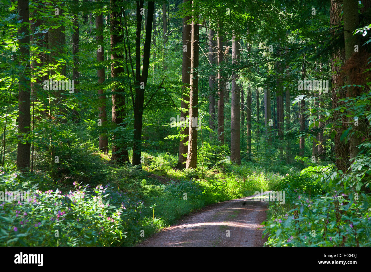 forest path in summer, Germany Stock Photo - Alamy